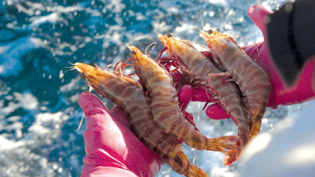 Exmouth Wild Prawn Festival - April 9-12 | Wild & Unforgettable